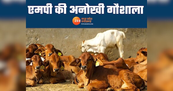 amazing Gaushala of gwalior where milk is not extracted from cows know ...