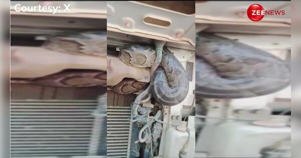 Python travels 98 km in truck bonnet from up to bihar viral video will ...