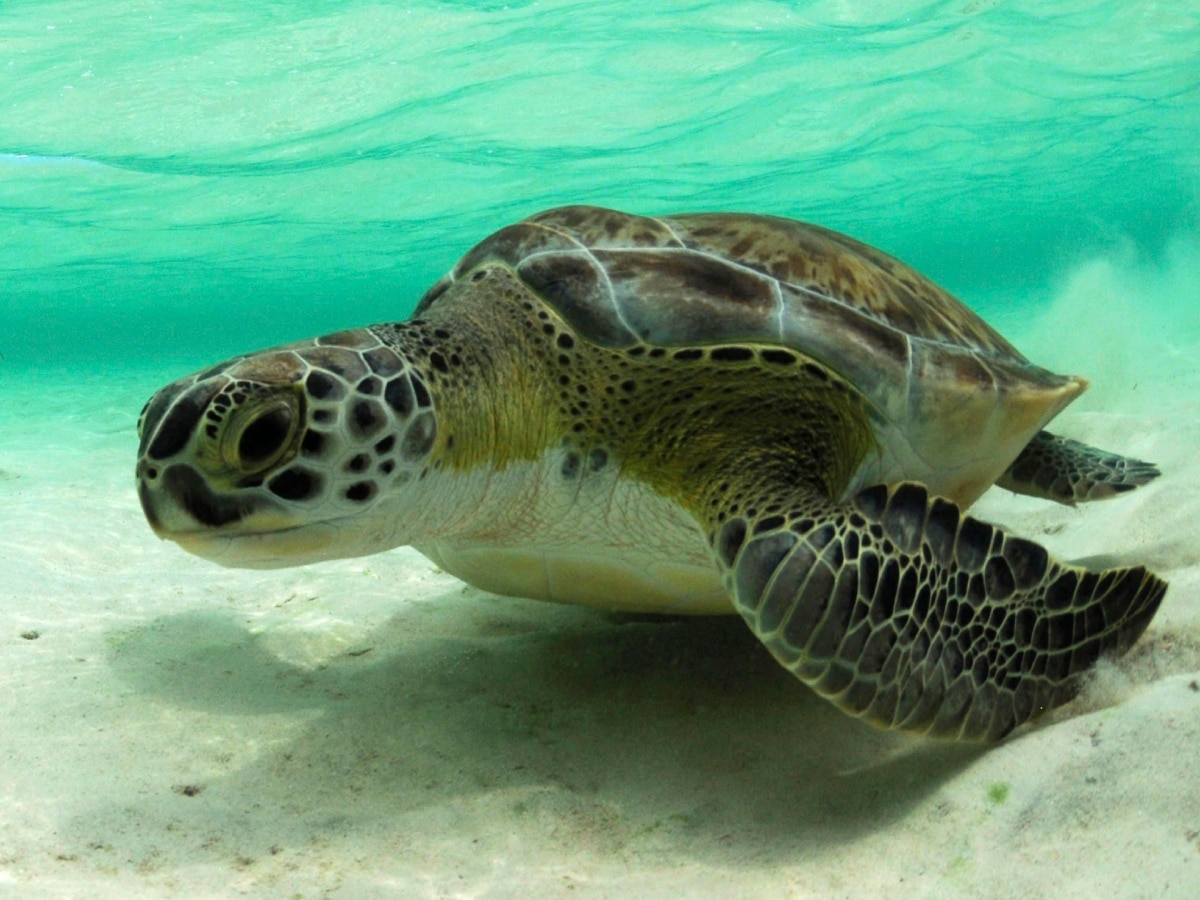 Eating Sea Turtle | does sea turtle carry venom | Danger in Eating ...