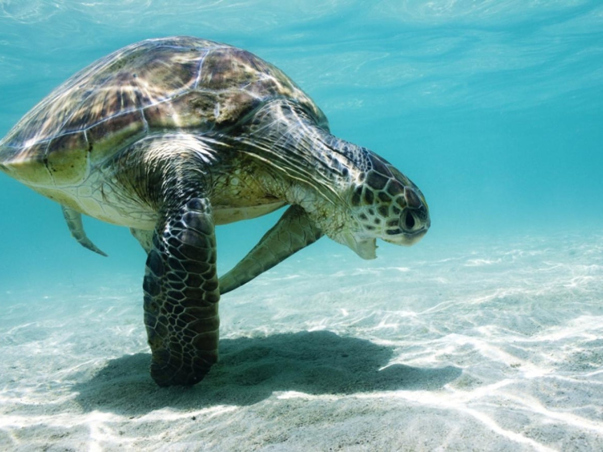 Eating Sea Turtle | does sea turtle carry venom | Danger in Eating ...