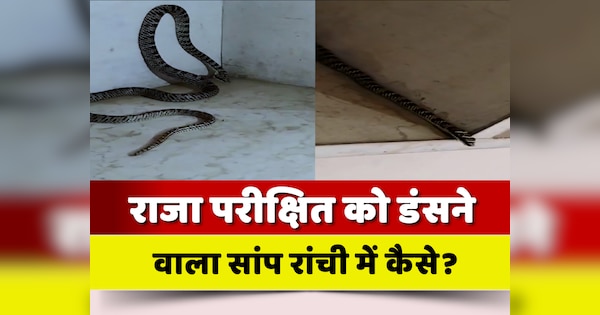 Takshak Nag Snake That Bit Raja Parikshit Was Found In Ranchi Jharkhand ...