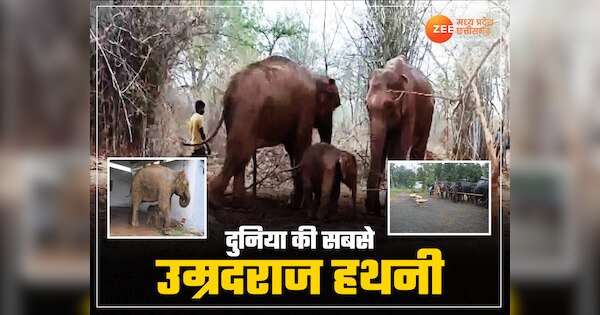 Vatsala world oldest elephant in Panna Tiger Reserve takes care of ...