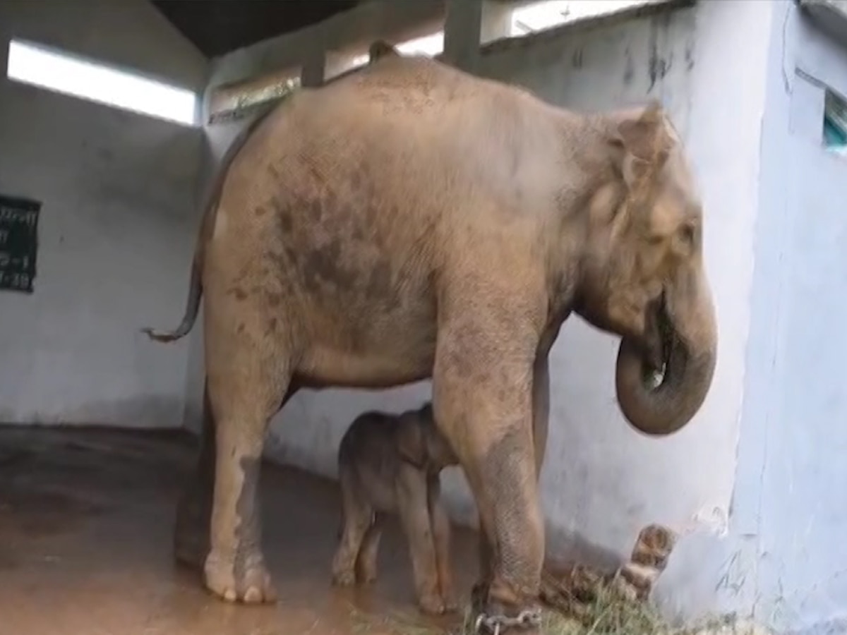 Vatsala world oldest elephant in Panna Tiger Reserve takes care of ...