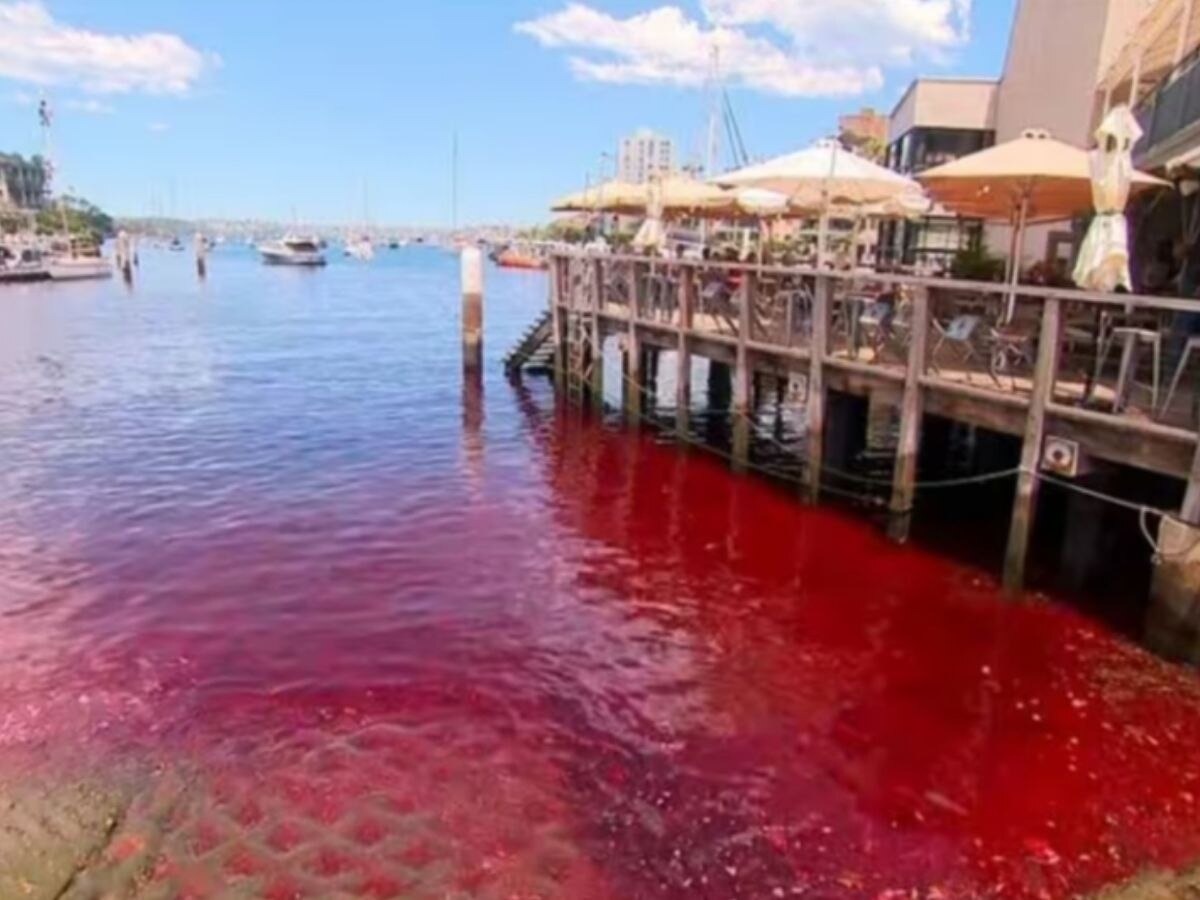 Why is the water red in Sydney | What causes blood red water | Where ...