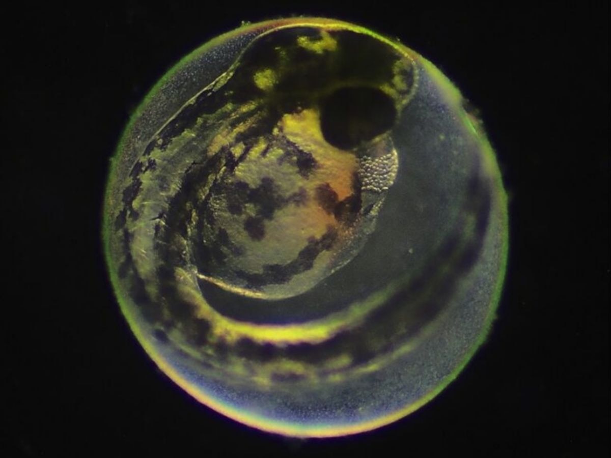 Science News in Hindi: Fish Can Pick Their Birthdays Research On ...