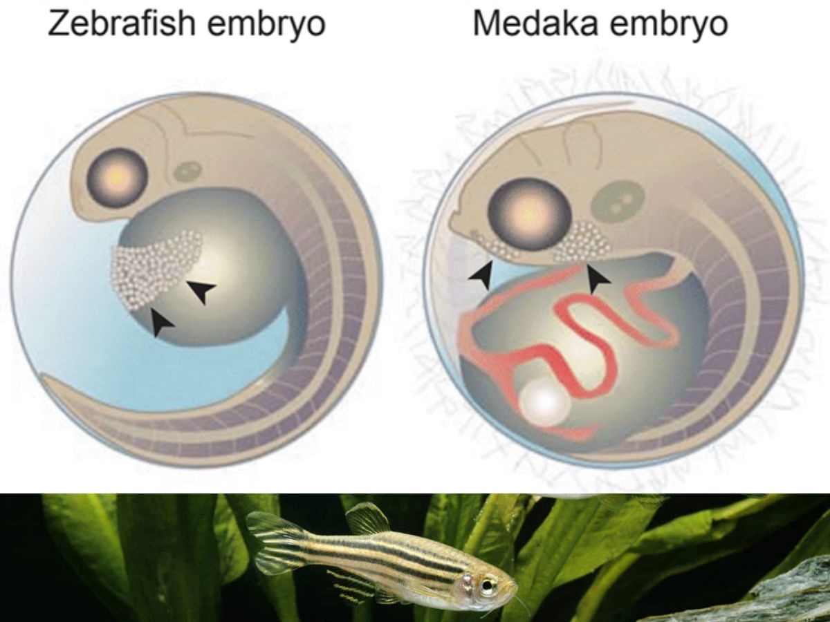 Science News in Hindi: Fish Can Pick Their Birthdays Research On ...