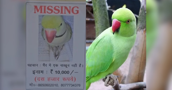 english Meerut Mithu gone missing find give you a reward of Rs 10000 मेरा 'मिट्ठू' गायब हो गया ...
