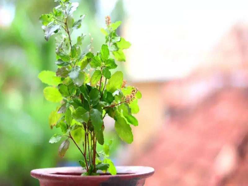 Hang tulsi root at main entrance of house Maa Lakshmi will reside in ...