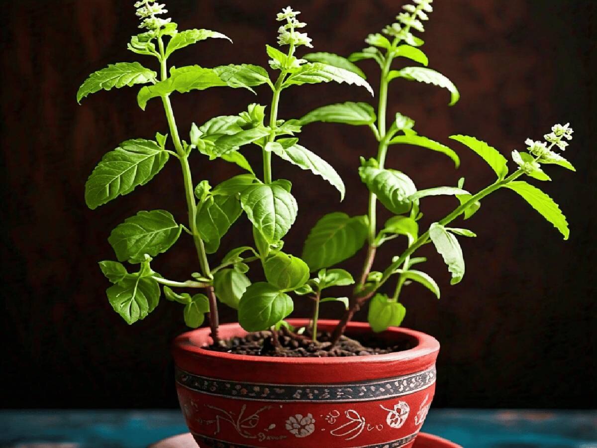 Hang tulsi root at main entrance of house Maa Lakshmi will reside in ...