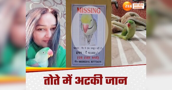 missing parrot poster in meerut whoever finds it will get rs 10000 reward for info | मेरा ...