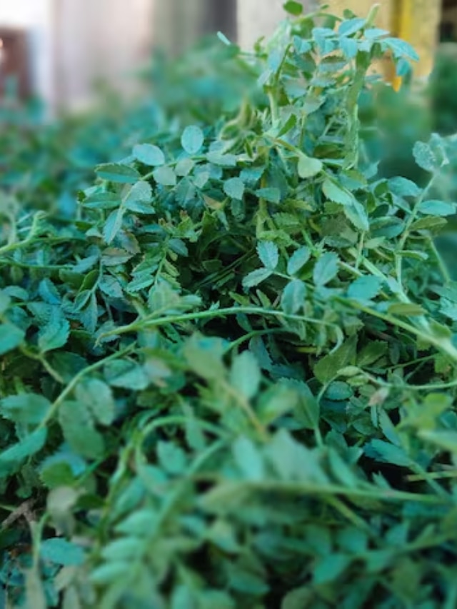 know about the amazing health benefits of chana saag full of immunity ...