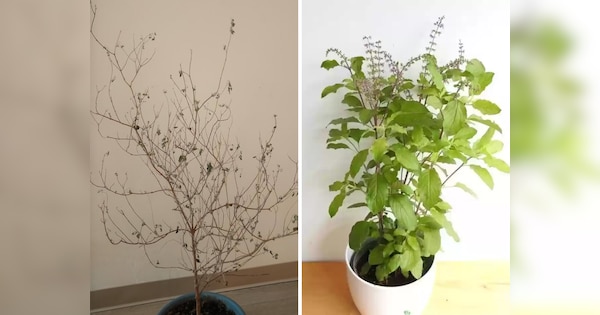 Easy tips to revive dying tulsi plant at home during winter | सर्दी में ...