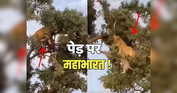 Viral Video Lion and Leopard fell down with thud along with branches of ...