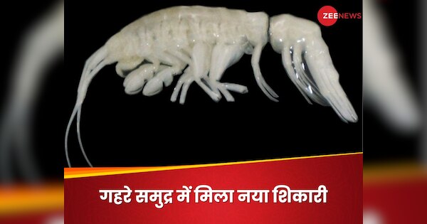 Deep Sea Predator Named Darkness Found At 8 Kilometers Depth In Pacific ...