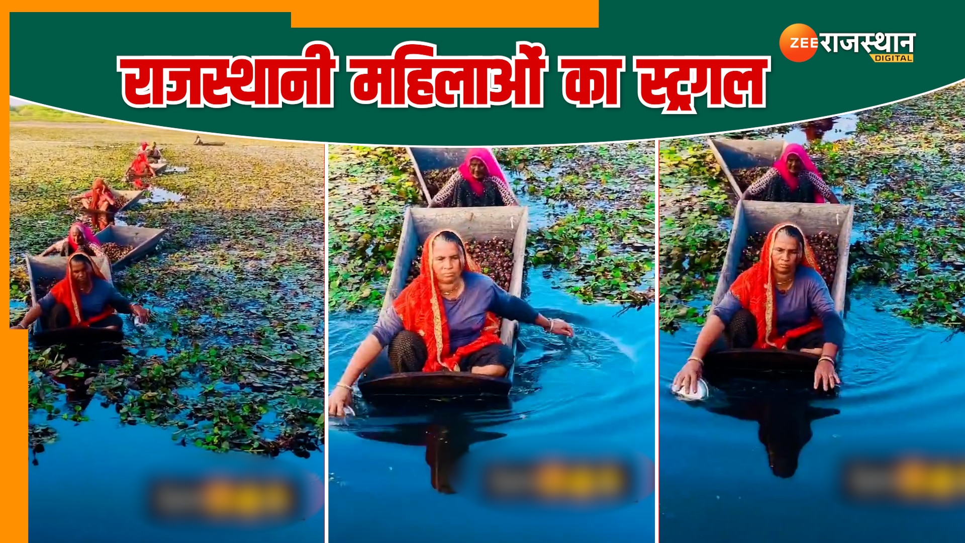 Viral Video Rajasthani women going to pluck water chestnut in pond is ...