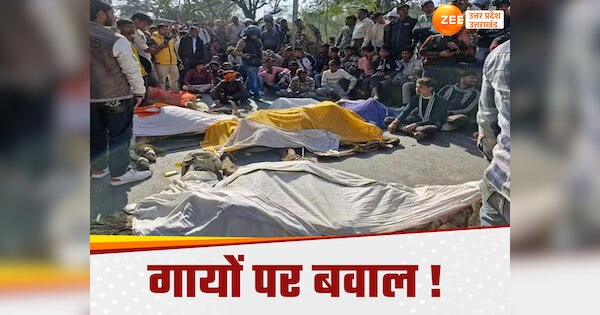 Hindu organization blocked Mathura Vrindavan road after cow remains ...