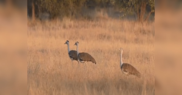 Jaisalmer News Herd of Godavan seen in Bhadaria Dholia Oran area ...
