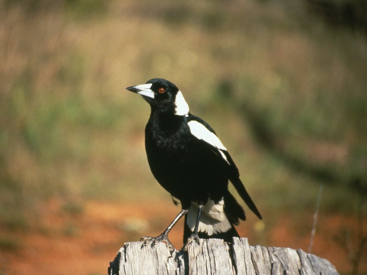 magpie nilkanth bird | Bird that Attacks humans | Birds That Make ...