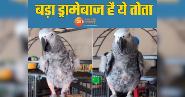 this parrot is actor and speaks fluent english viral video shocks users on social media | इस ...