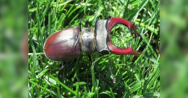 english Stag Beetle world most expensive insect price is so high that ...