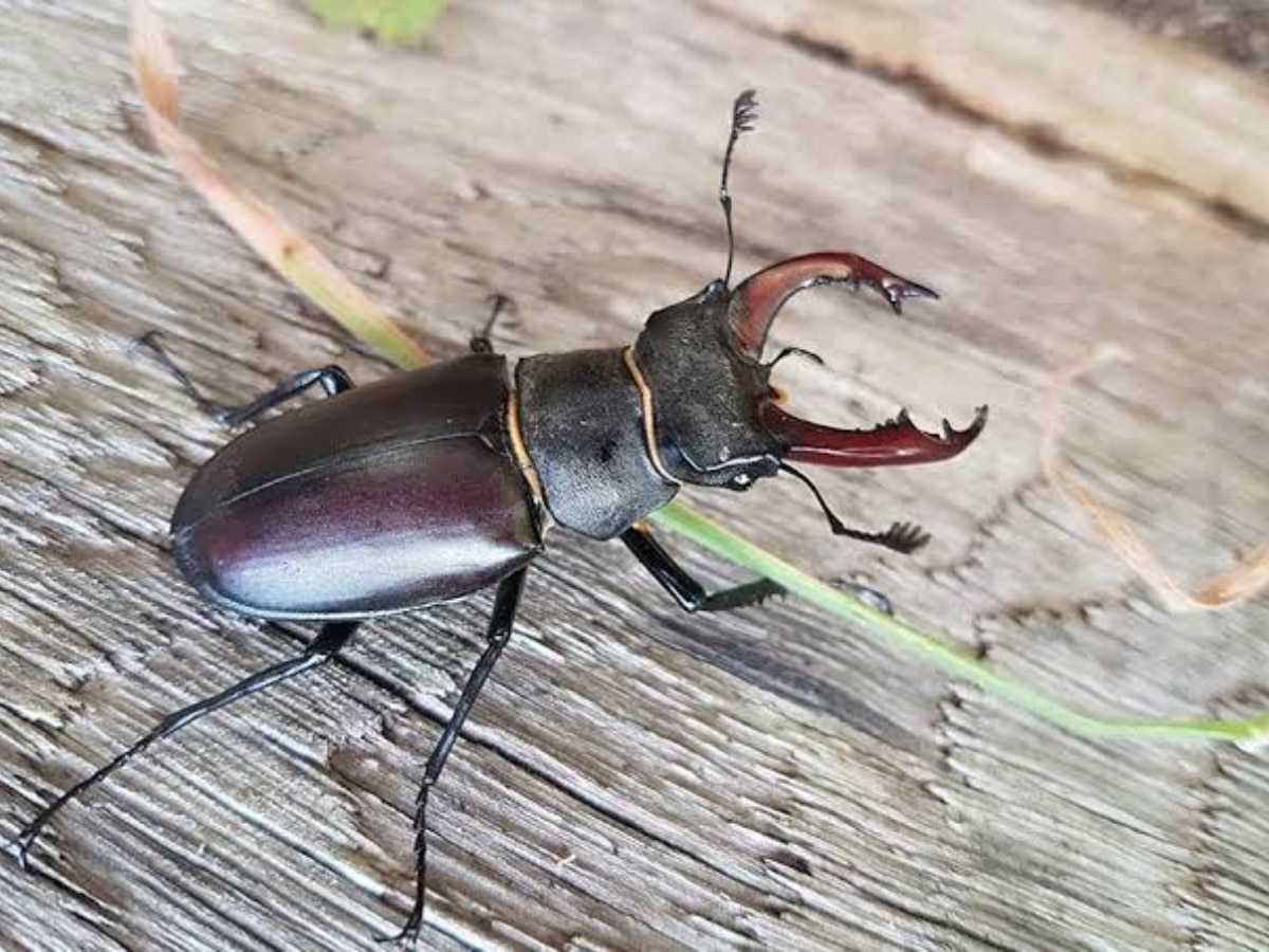 english Stag Beetle world most expensive insect price is so high that ...