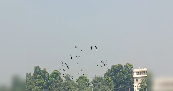 siberian birds arrived at saharsa matsyagandha lake as winter arrives ...