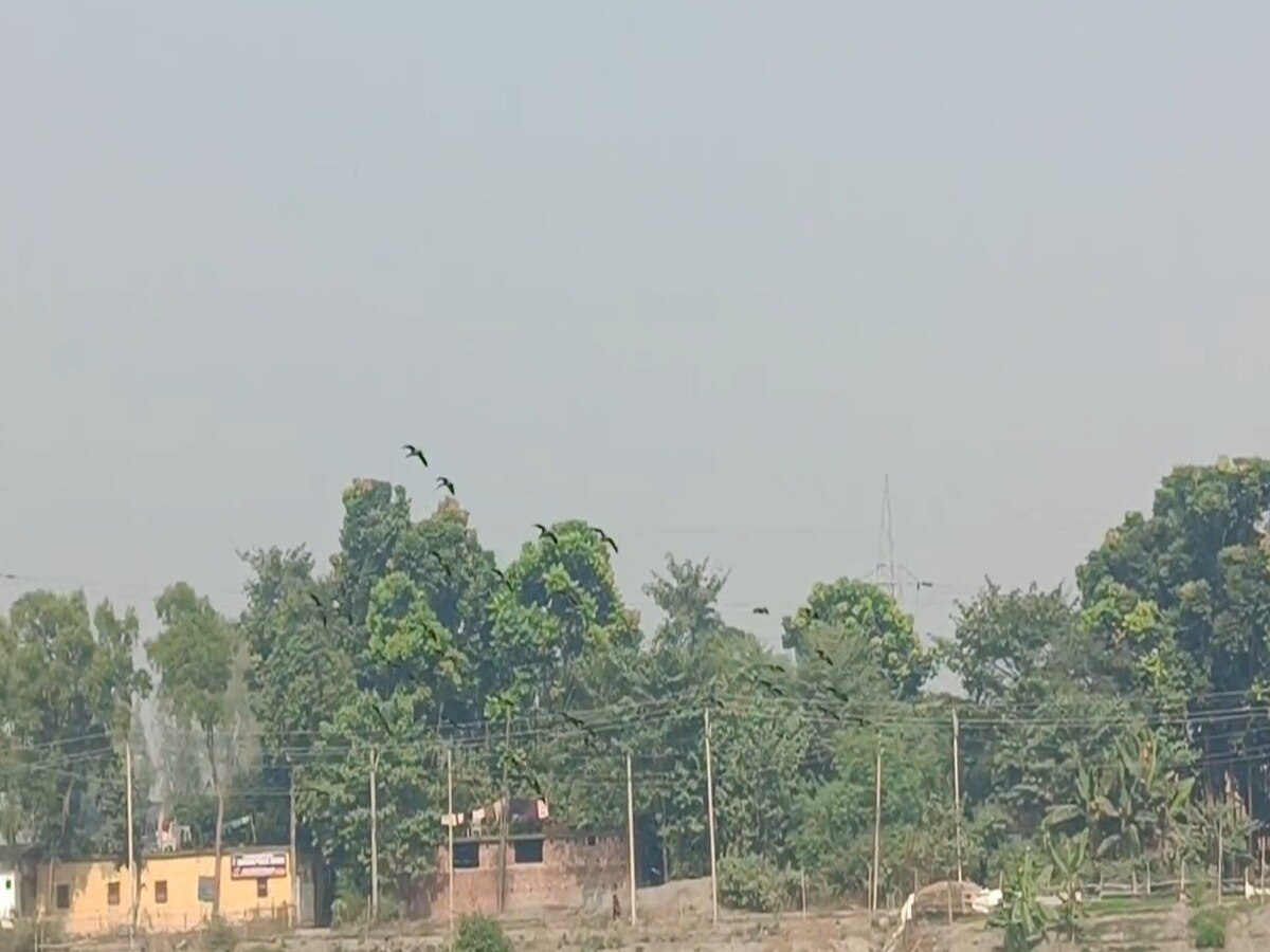 siberian birds arrived at saharsa matsyagandha lake as winter arrives ...