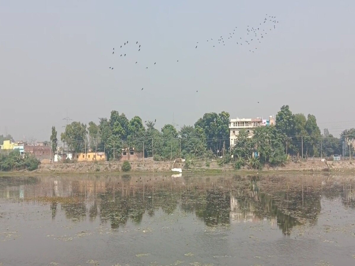 siberian birds arrived at saharsa matsyagandha lake as winter arrives ...