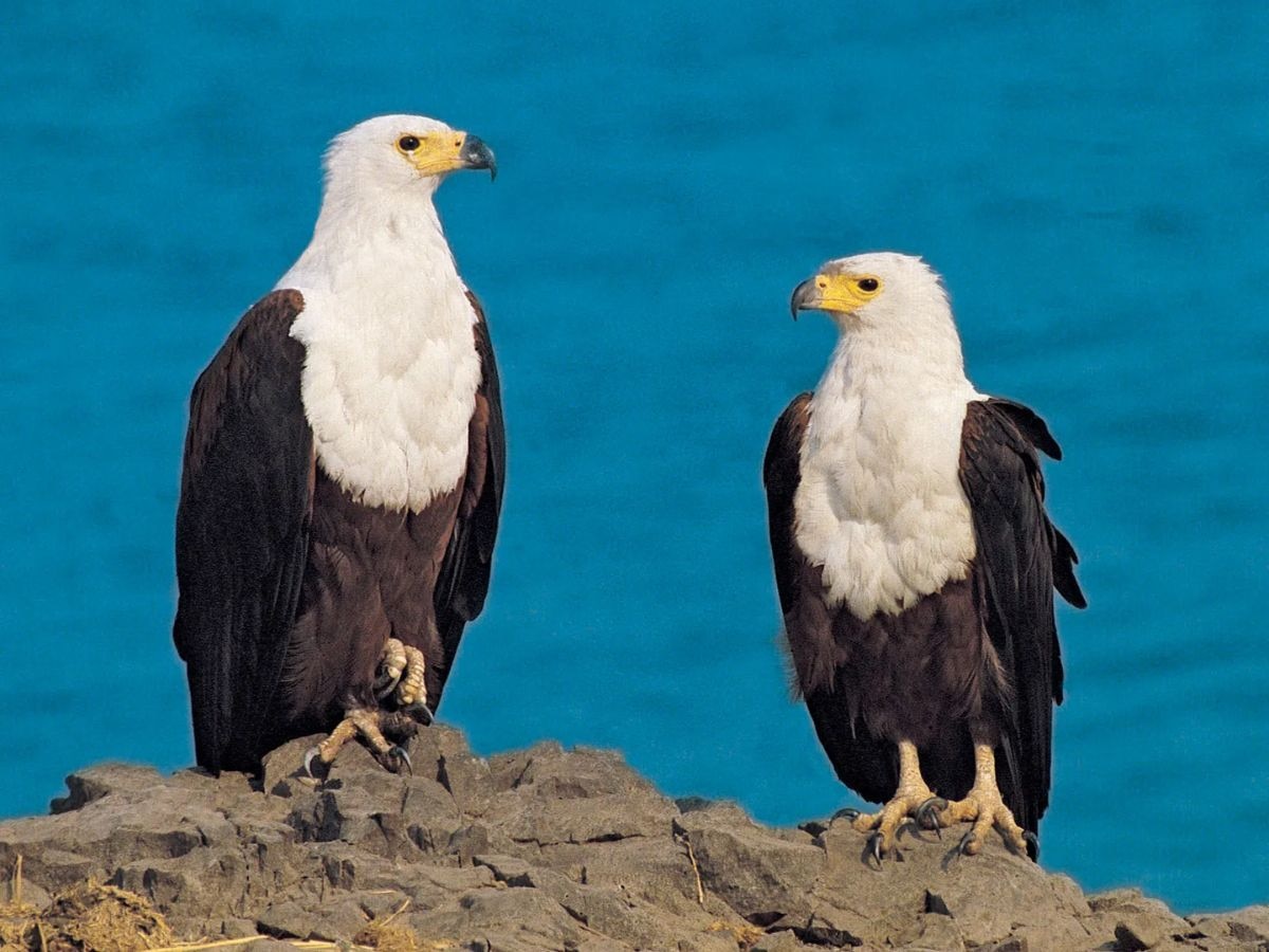 Knowledge Story | Wild life | Eagle Eye Vision | hunting bird Eagle ...