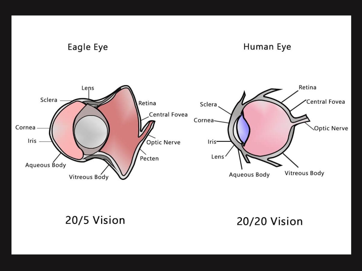 Knowledge Story | Wild life | Eagle Eye Vision | hunting bird Eagle ...