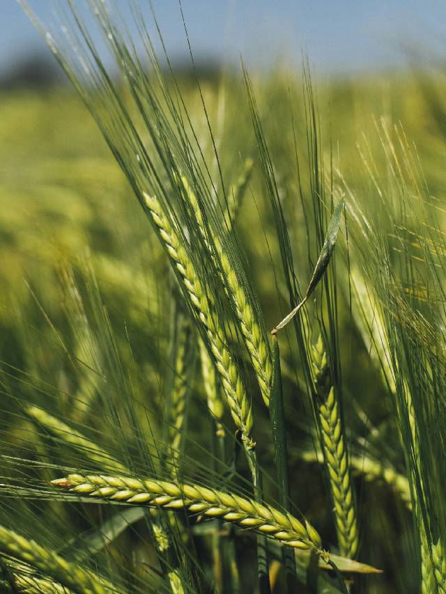 madhya pradesh number one in wheat crop and major crops in paddy ...