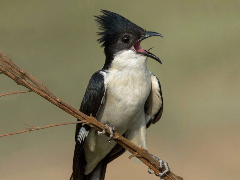 Jacobin Cuckoo Unknown Facts | Chatak Bird | chatak aur swati nakshatra ...