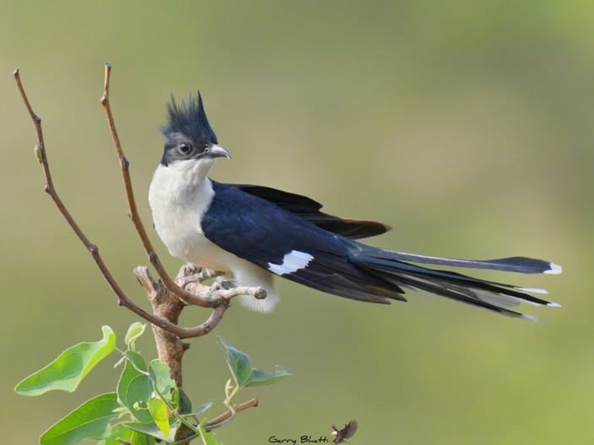 Jacobin Cuckoo Unknown Facts | Chatak Bird | chatak aur swati nakshatra ...