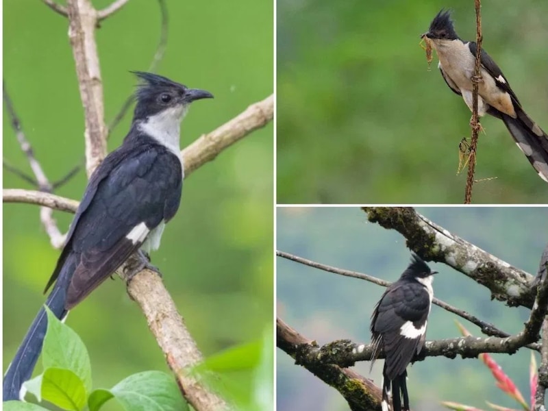 Jacobin Cuckoo Unknown Facts | Chatak Bird | chatak aur swati nakshatra ...