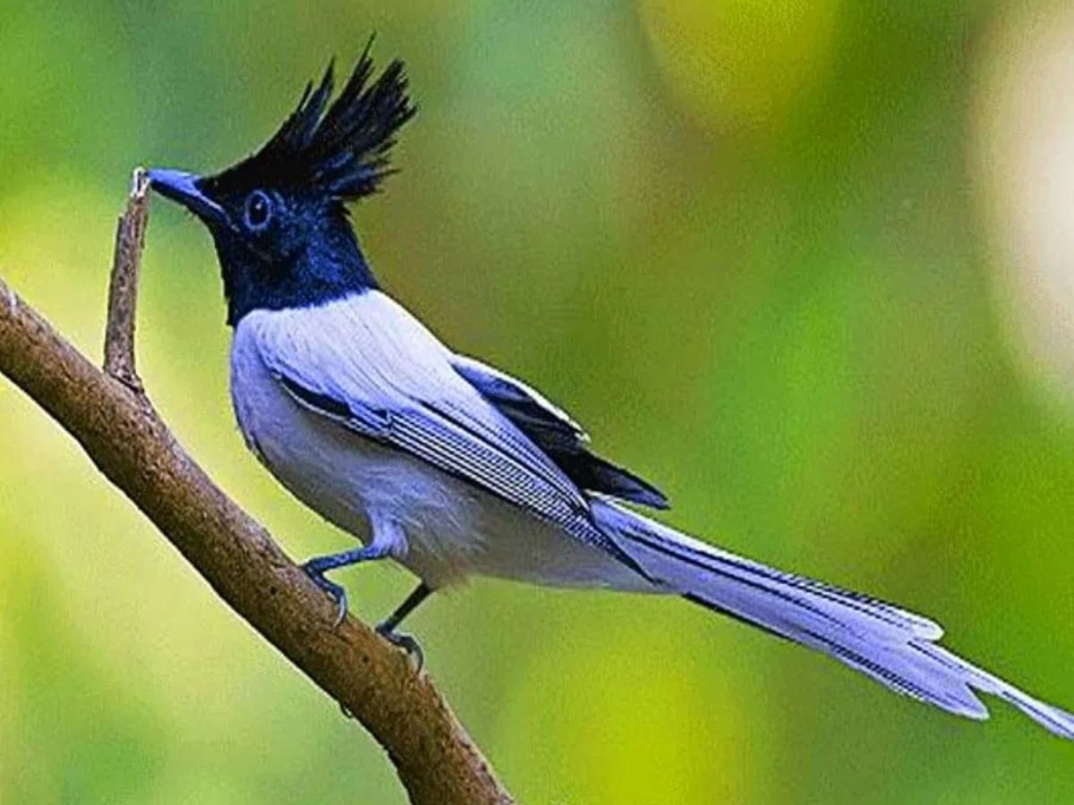 Jacobin Cuckoo Unknown Facts | Chatak Bird | chatak aur swati nakshatra ...