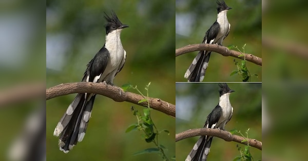 Jacobin Cuckoo Unknown Facts | Chatak Bird | chatak aur swati nakshatra ...