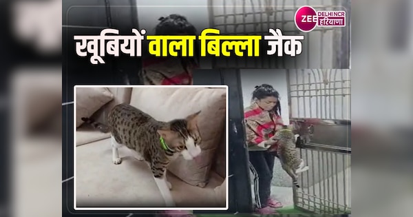 Ghaziabad News: आज्ञाकारी बिल्ला! मालिक के लिए खोल देता है घर का गेट ...