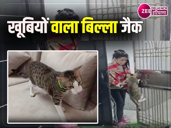 Ghaziabad News: आज्ञाकारी बिल्ला! मालिक के लिए खोल देता है घर का गेट ...