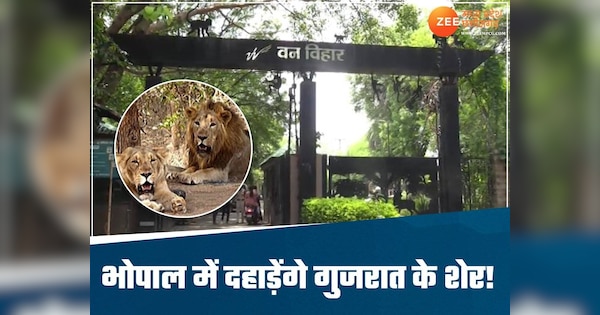 gir lions will be brought to bhopal van vihar tigers transferred ...