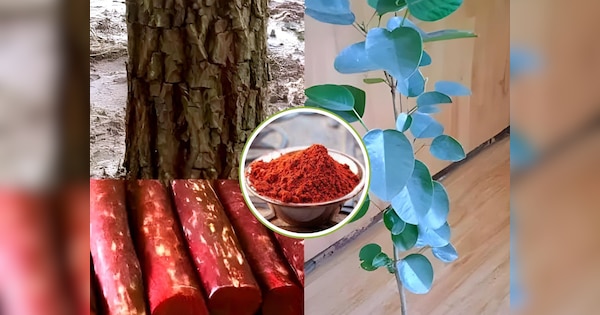 Pushpa 2 The Rule | why red sandalwood expensive | red sandalwood ...