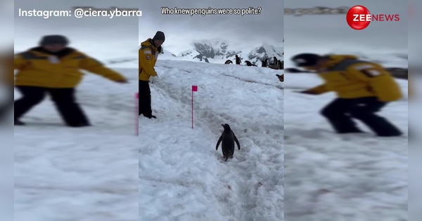 Little penguin wait for couple to get aside from way cute video viral ...