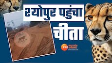 Latest News on श्योपुर | Read Breaking News on श्योपुर | Zee News Hindi
