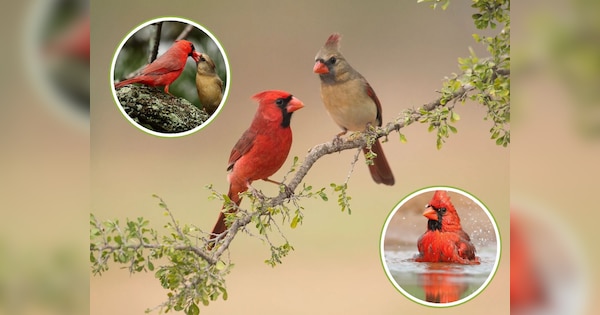 Wild Life | Northern Cardinals Unknown Facts | Cardinals unique birds ...