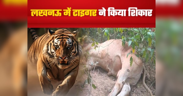Lucknow Tiger Attack Killed Bull in Malihabad Kakori Forest area ...