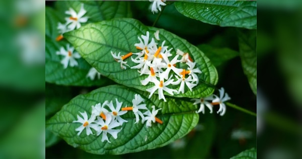 parijat leaves kadha relief from these health problems | सर्दियों की ...