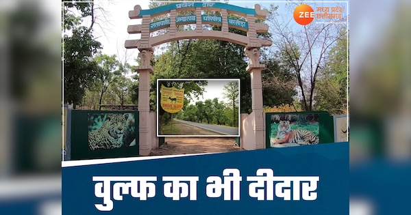 wolves will be seen in ratapani tiger reserve madhya pradesh has the ...