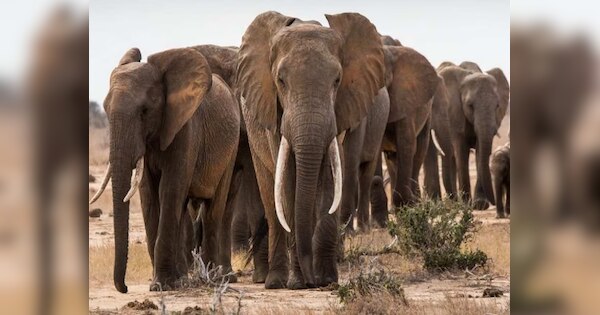 elephant terror in jharkhand crushed 5 people trampled 200 acres of ...