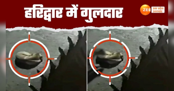 Leopard attacked Dog in Haridwar watch Guldaar video | Haridwar Video ...