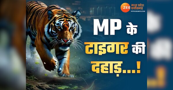 tiger conservation roar of mp tigers will echo in rajasthan odisha and ...