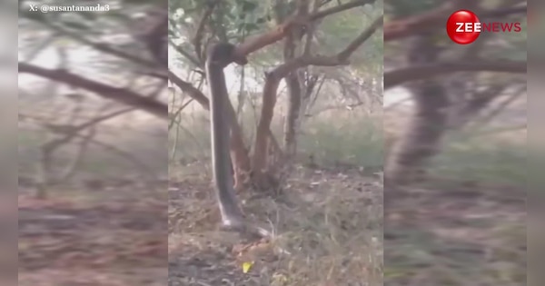 massive python climbing stand straight infront of big tree netizens ...